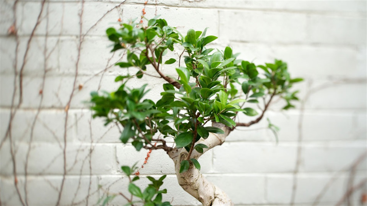 Social enterprises City of Darebin