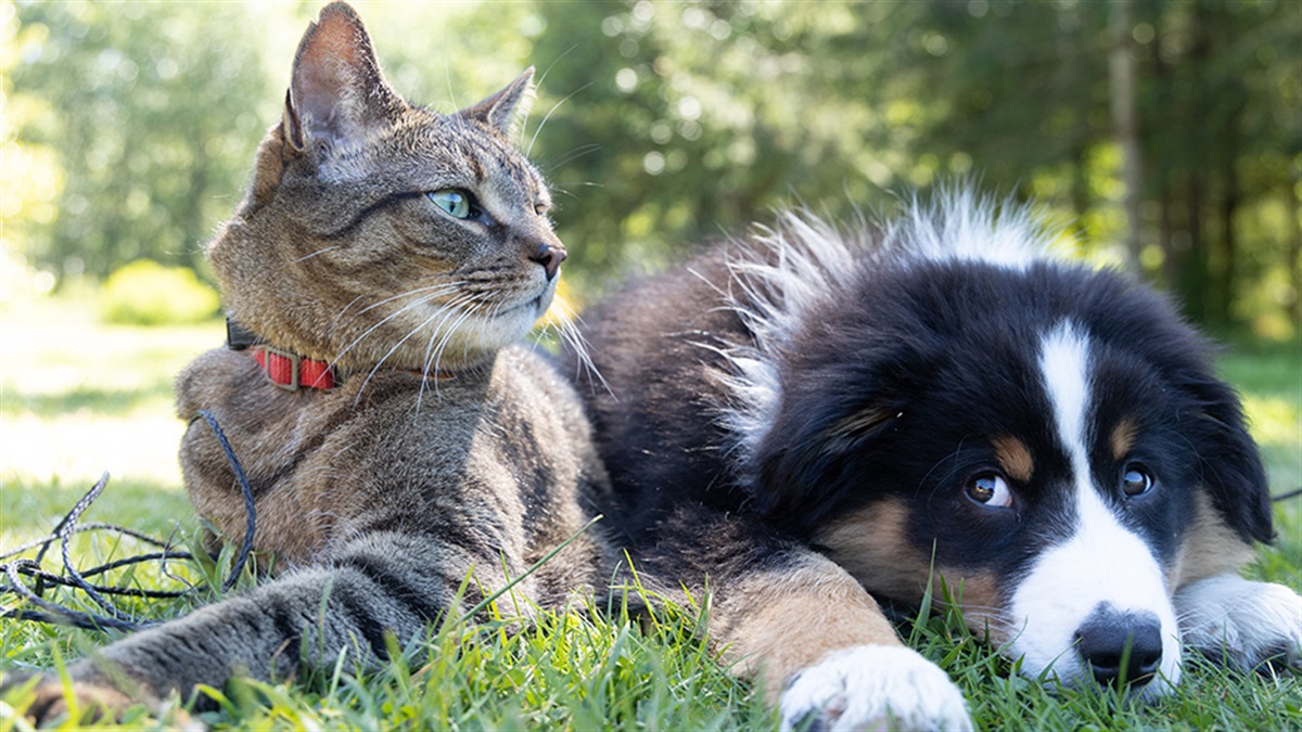 Animals and pets City of Darebin