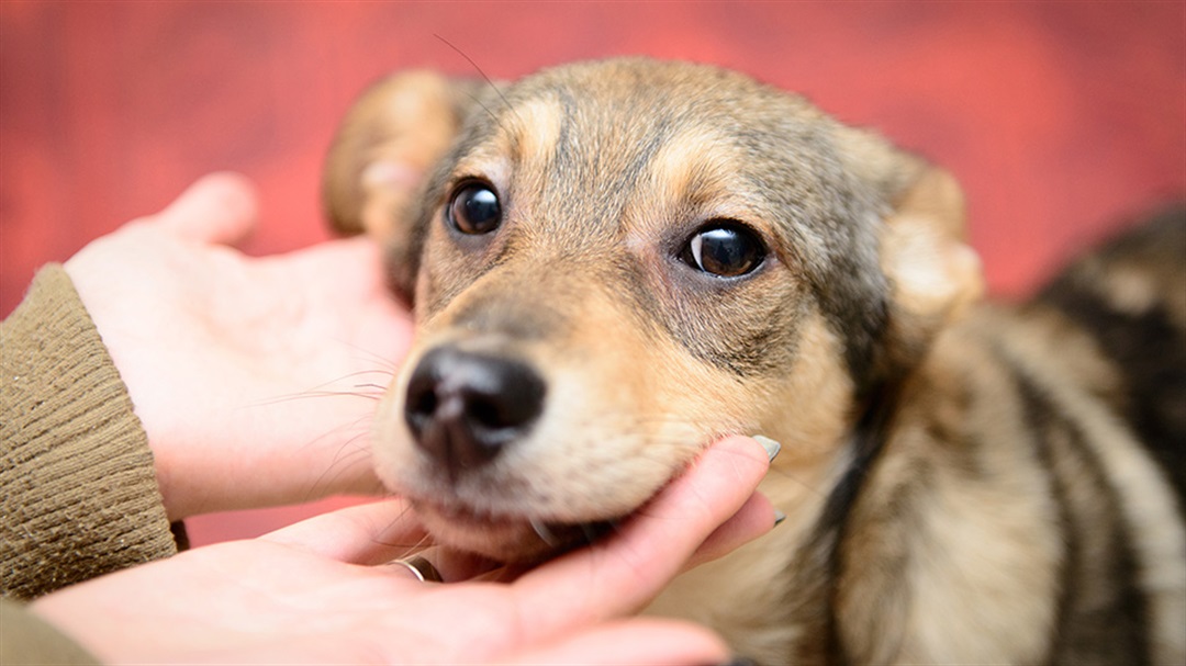 Adopt a pet City of Darebin