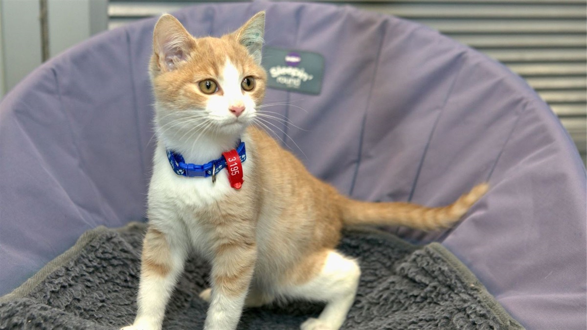 Registering your pet for the first time City of Darebin