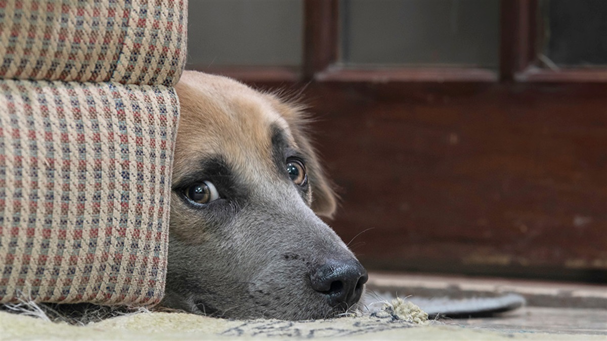 Keeping pets safe during fireworks City of Darebin