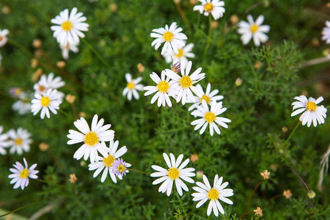 Gardens for wildlife City of Darebin