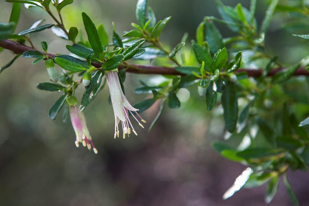 Native and Indigenous plants City of Darebin